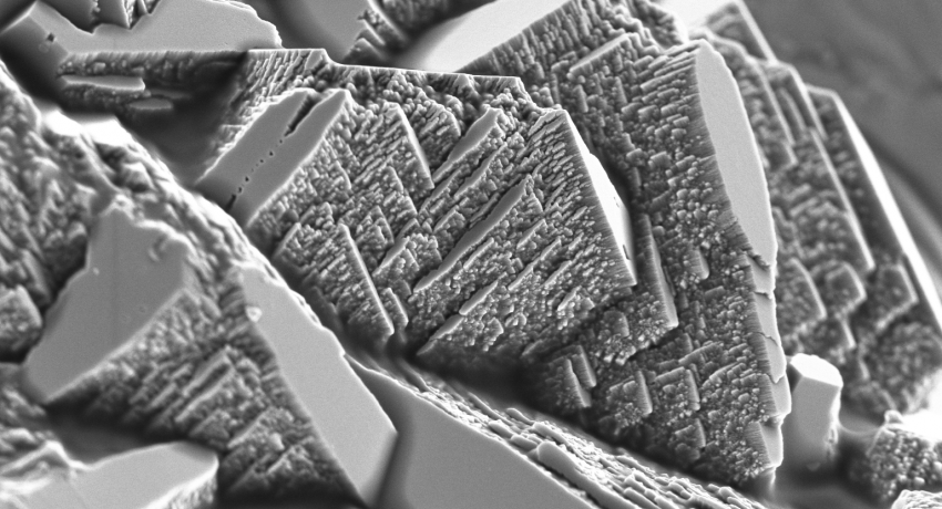 Revealing the Hidden World Through Electron Microscopy - Culturaverde Revealing the Hidden World Through Electron Microscopy - Culturaverde